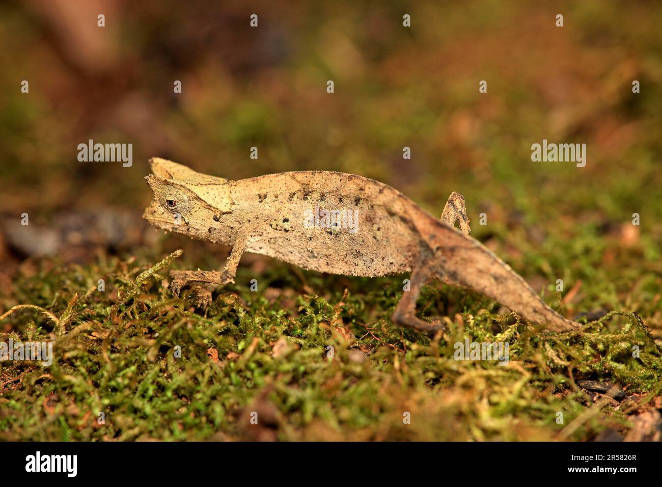 Horned Leaf Chameleon (Brookesia superciliaris), Madagascar Stock Photo ...