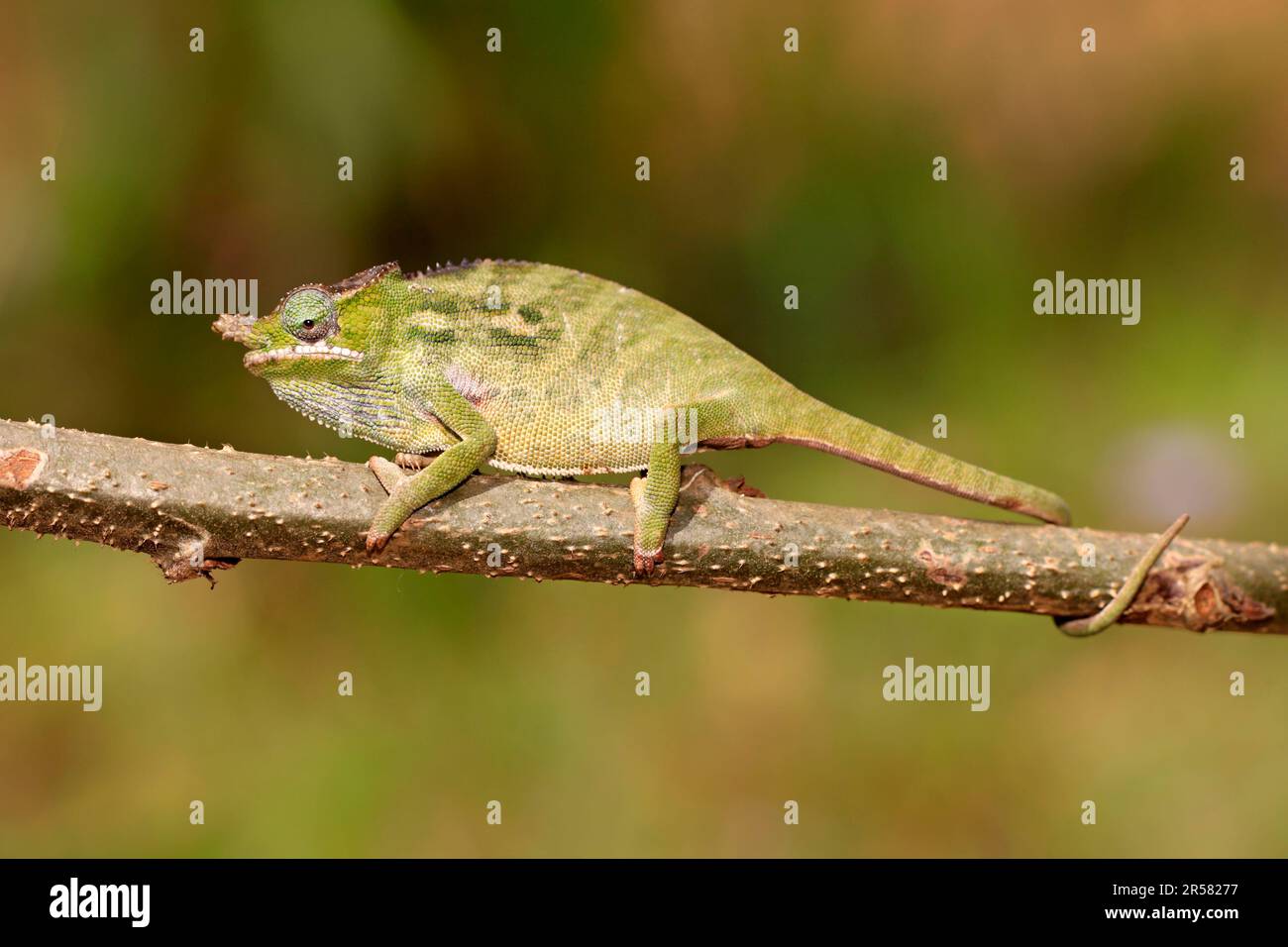 Big-nosed Chameleon, female, Madagascar (Calumma nasutum), side Stock ...