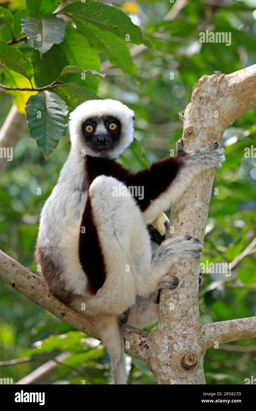 Coquerel's sifaka (Propithecus verreauxi coquereli), Madagascar Stock ...