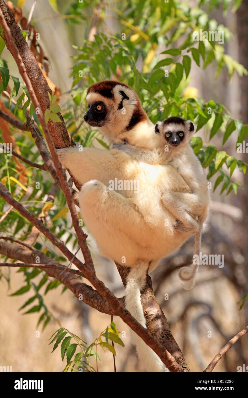 Two sifakas hi-res stock photography and images - Alamy