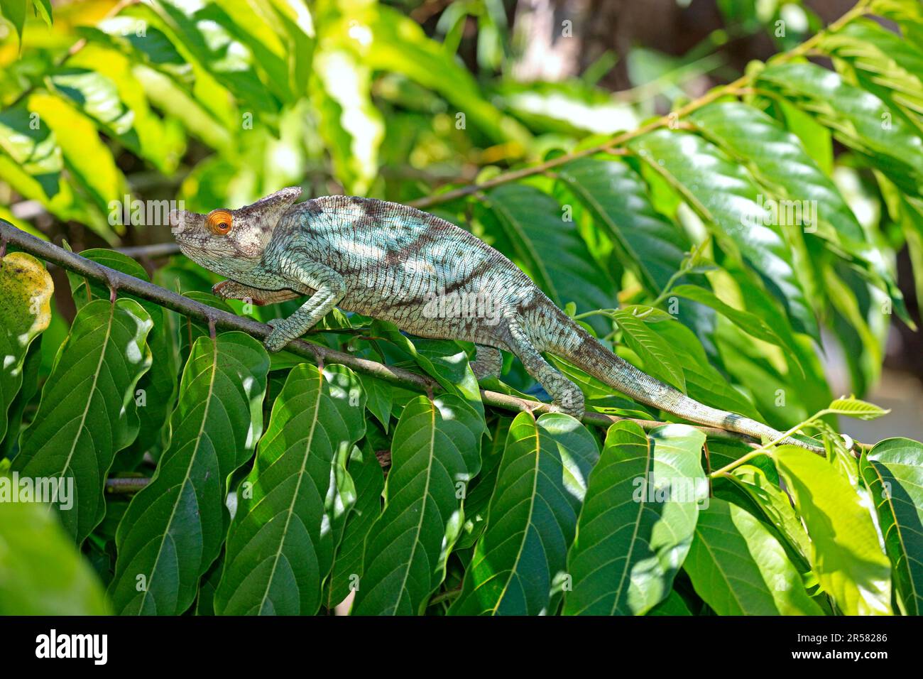 Parson's Chameleon (Calumma parsonii), male, Madagascar Stock Photo - Alamy