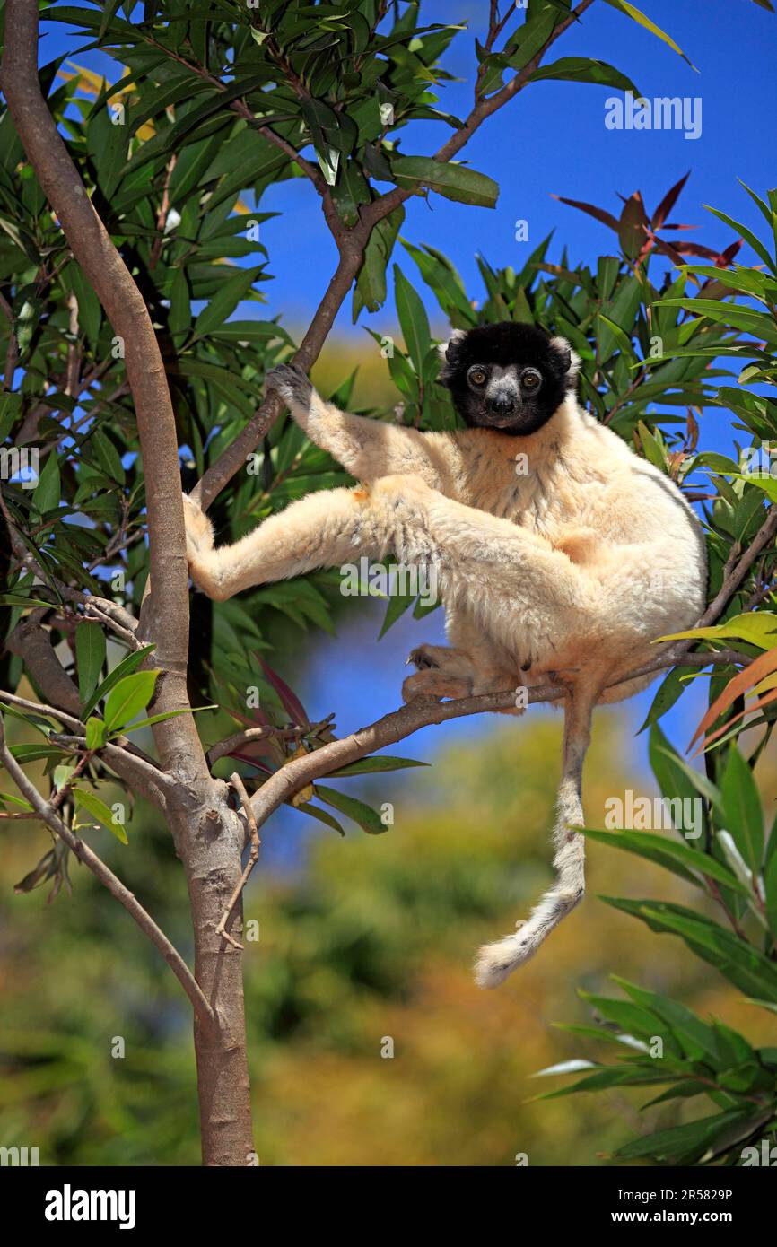 Crowned Sifaka, Madagascar (Propithecus verreauxi coronatus Stock Photo ...