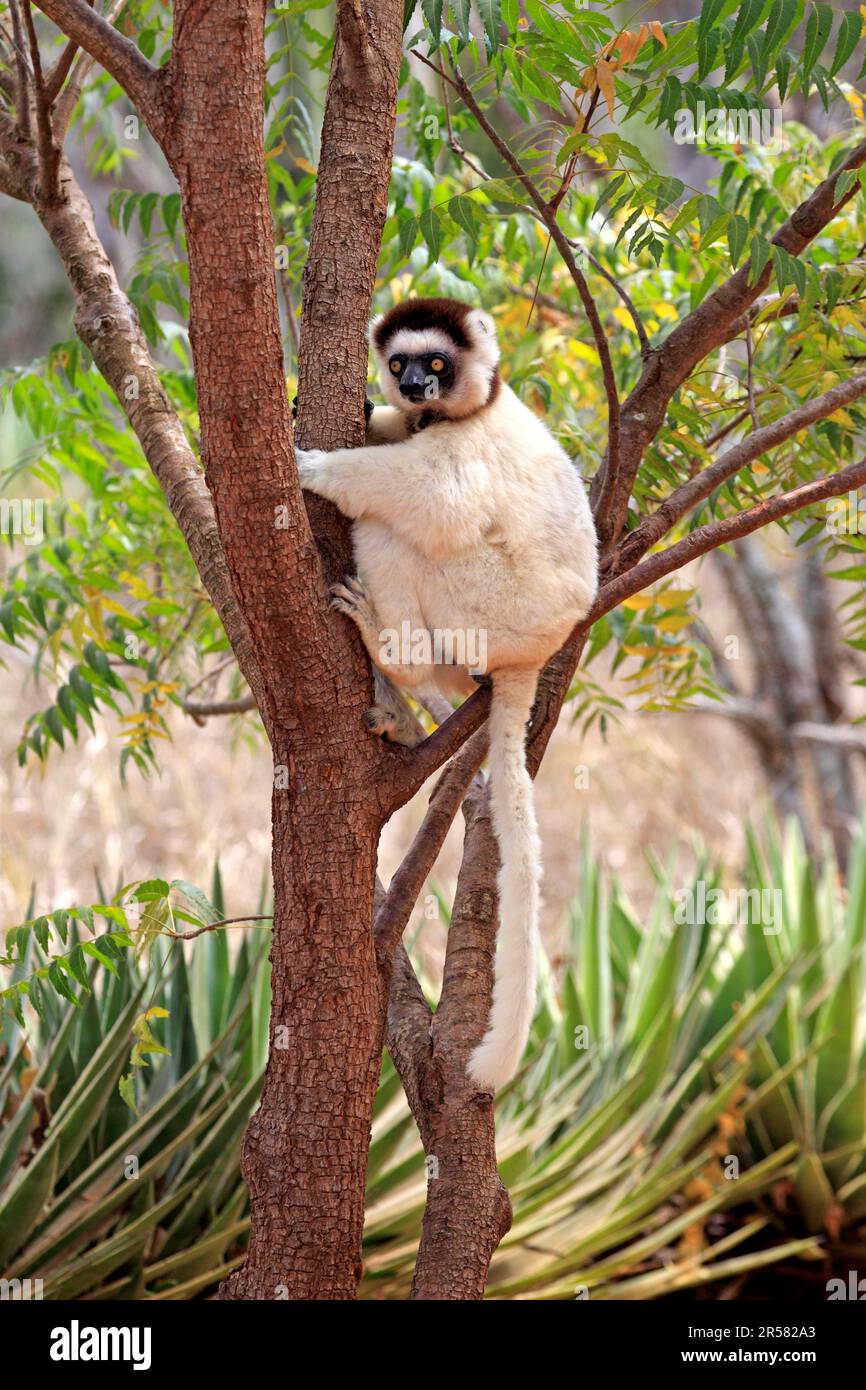 Verreaux's sifakas (Propithecus verreauxi), female and juvenile ...