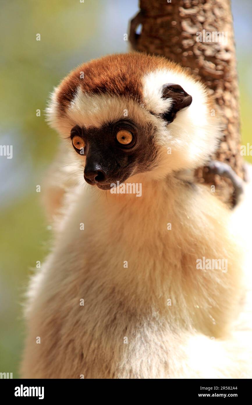 Propithecus verreauxi berenty reserve hi-res stock photography and ...