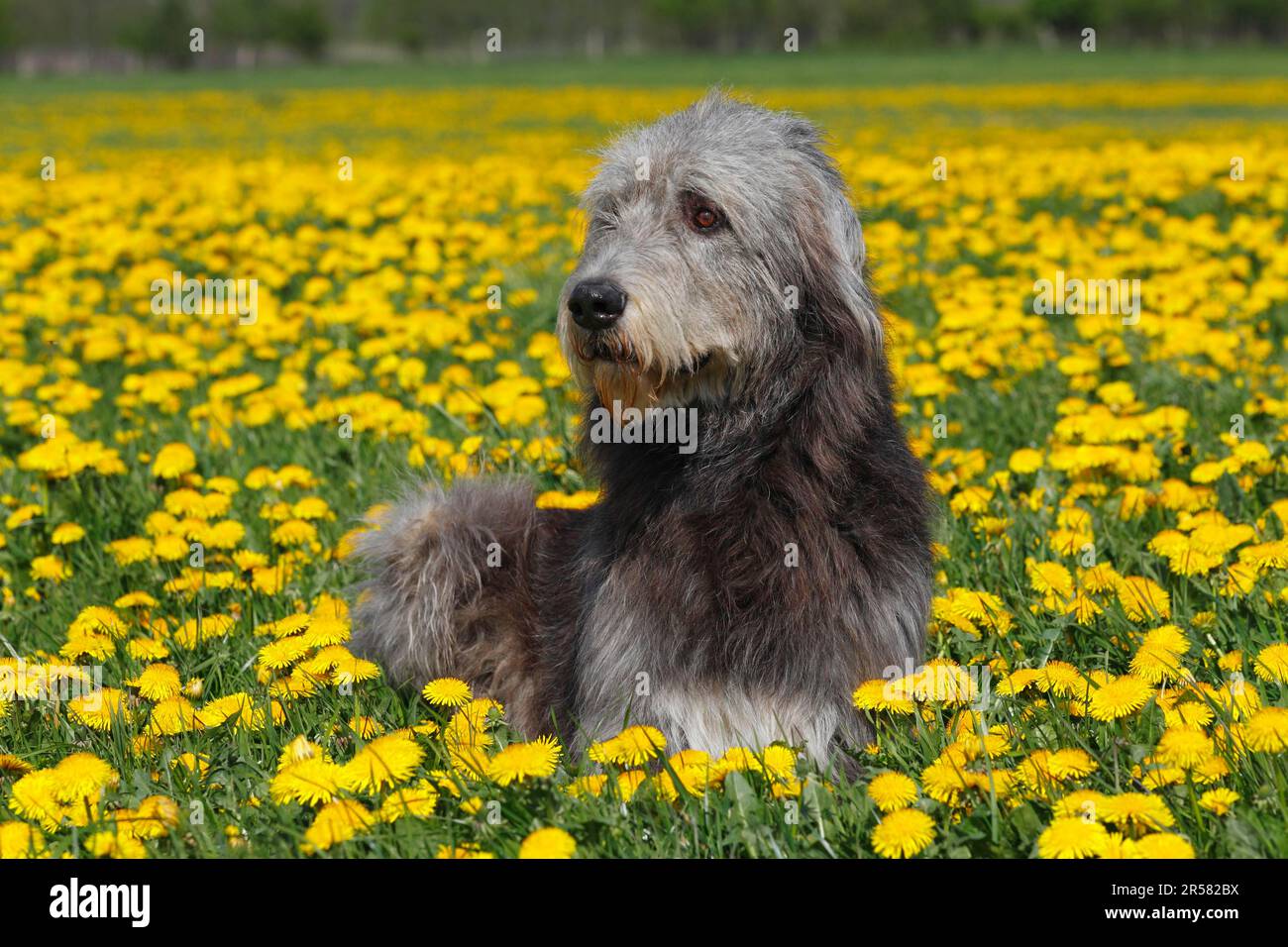 Irish Wolfhound, Male, Irish Wolfhound Stock Photo - Alamy