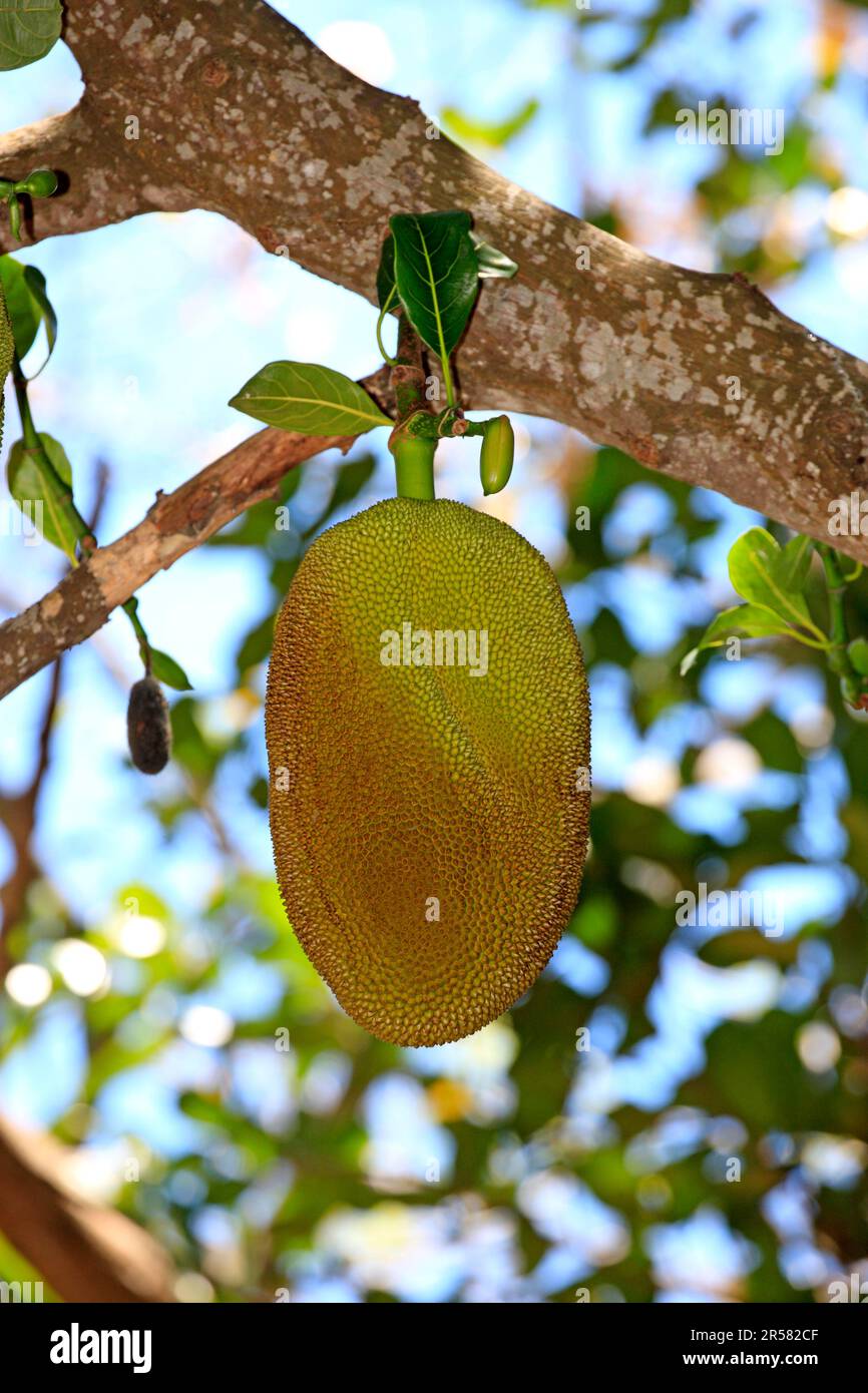 Jackfruit tree (Artocarpus heterophyllus), Nosy Komba, Madagascar Stock ...