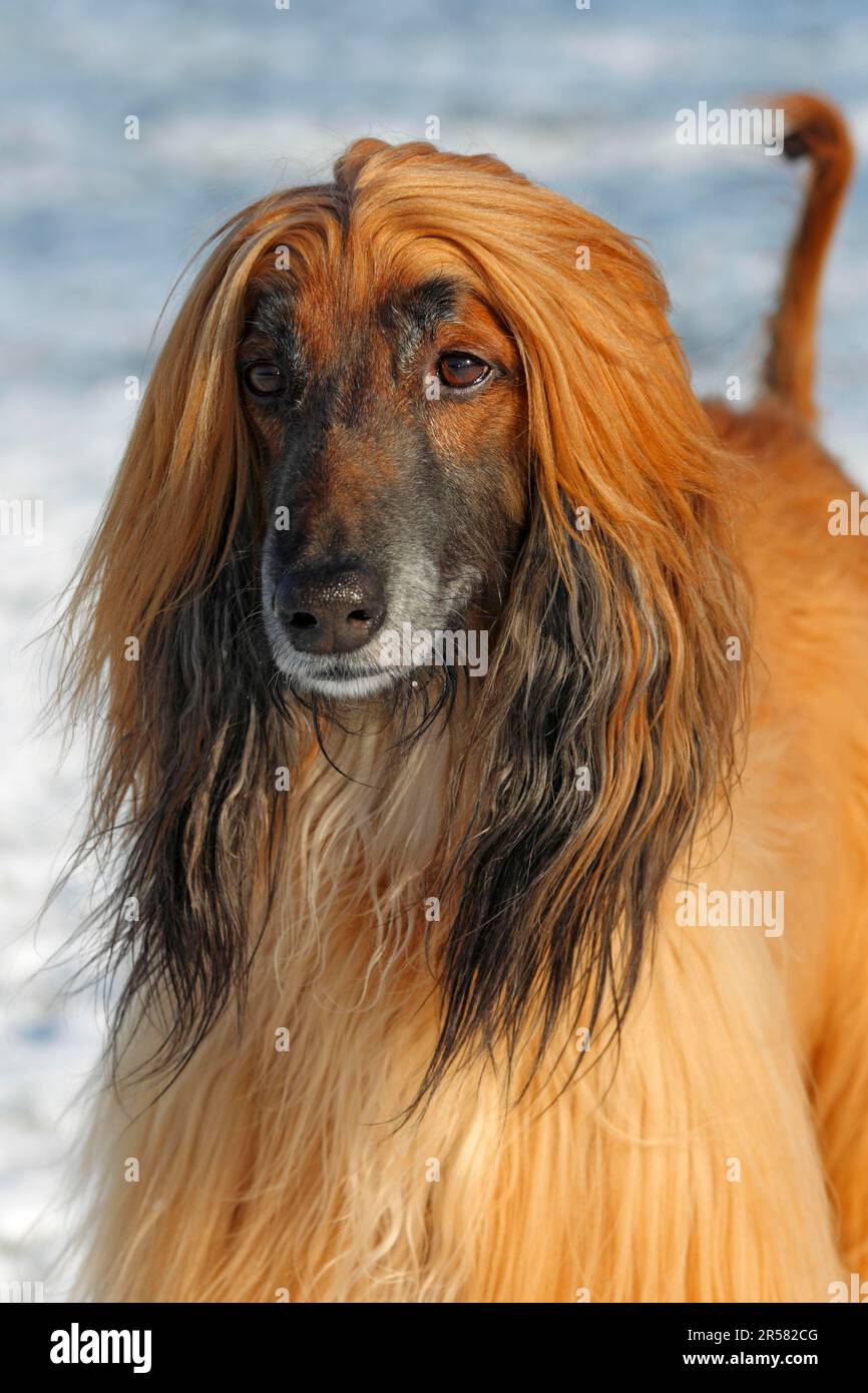Afghan hound head portrait hi-res stock photography and images - Alamy