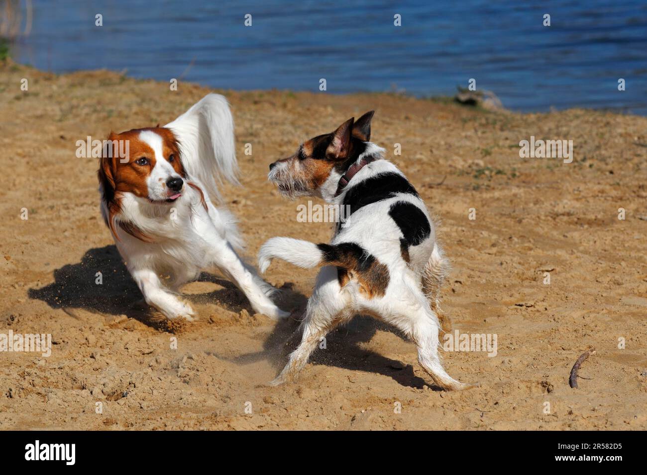 Kooikerhondje, young dog, and Parson Russell Terrier, young dog ...