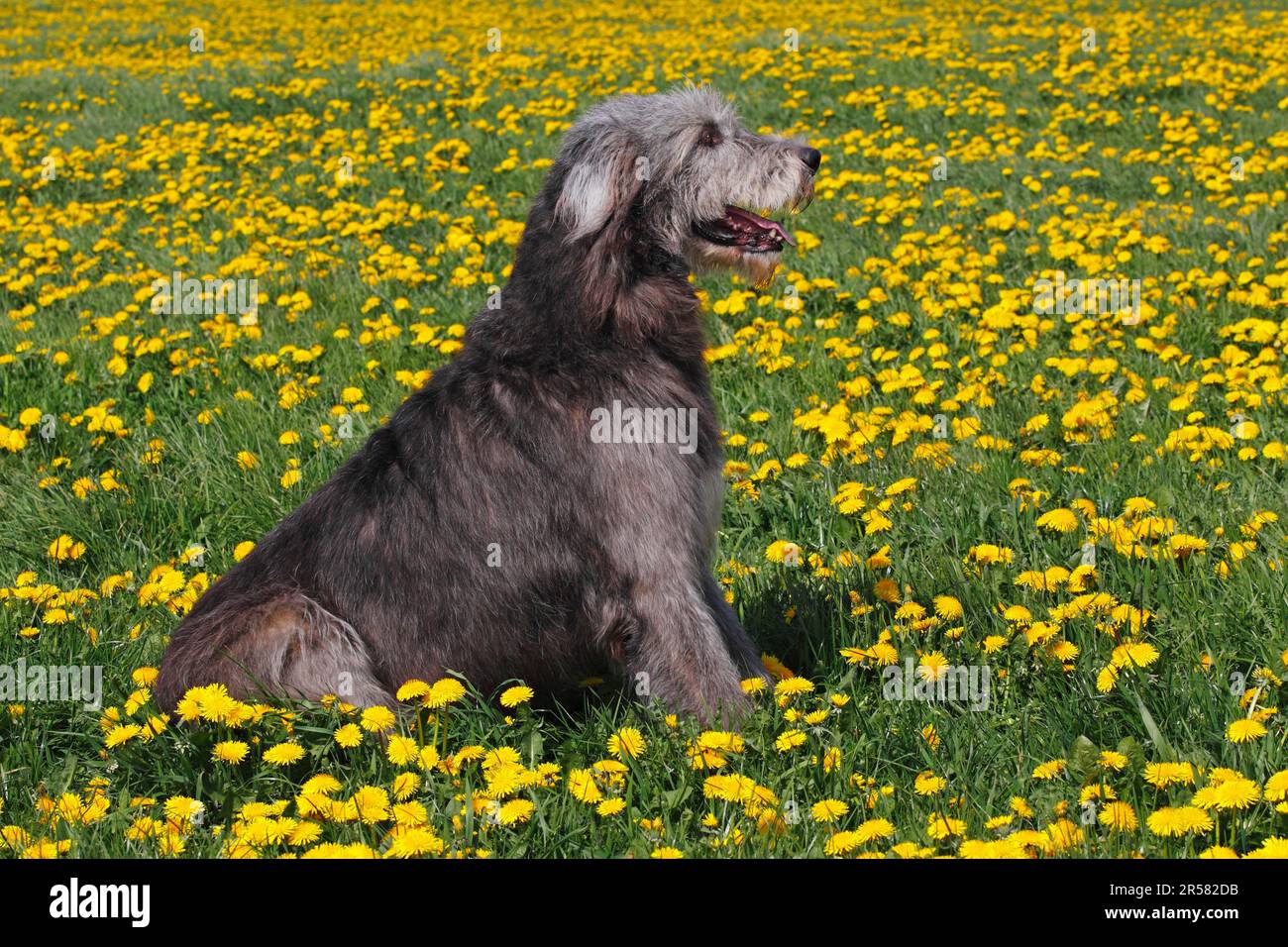Irish wolfhound male hi-res stock photography and images - Alamy