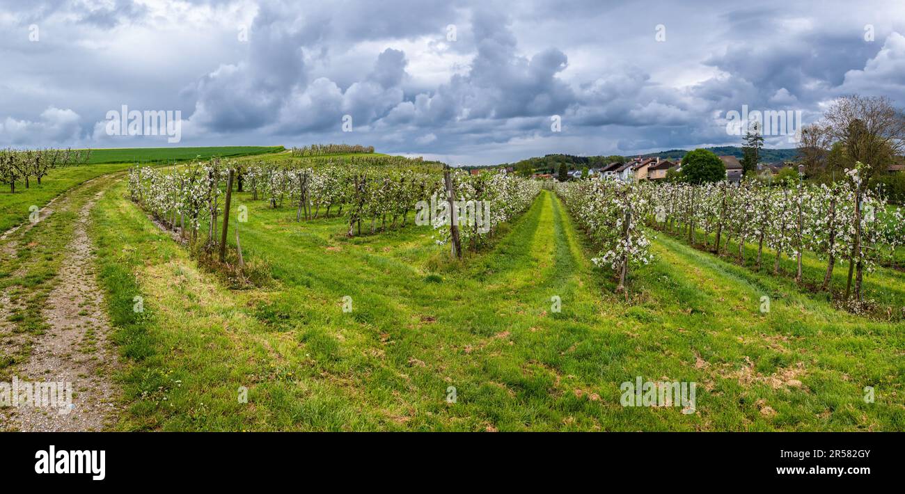 Panorama of flowering orchards in the month of may in the german ...
