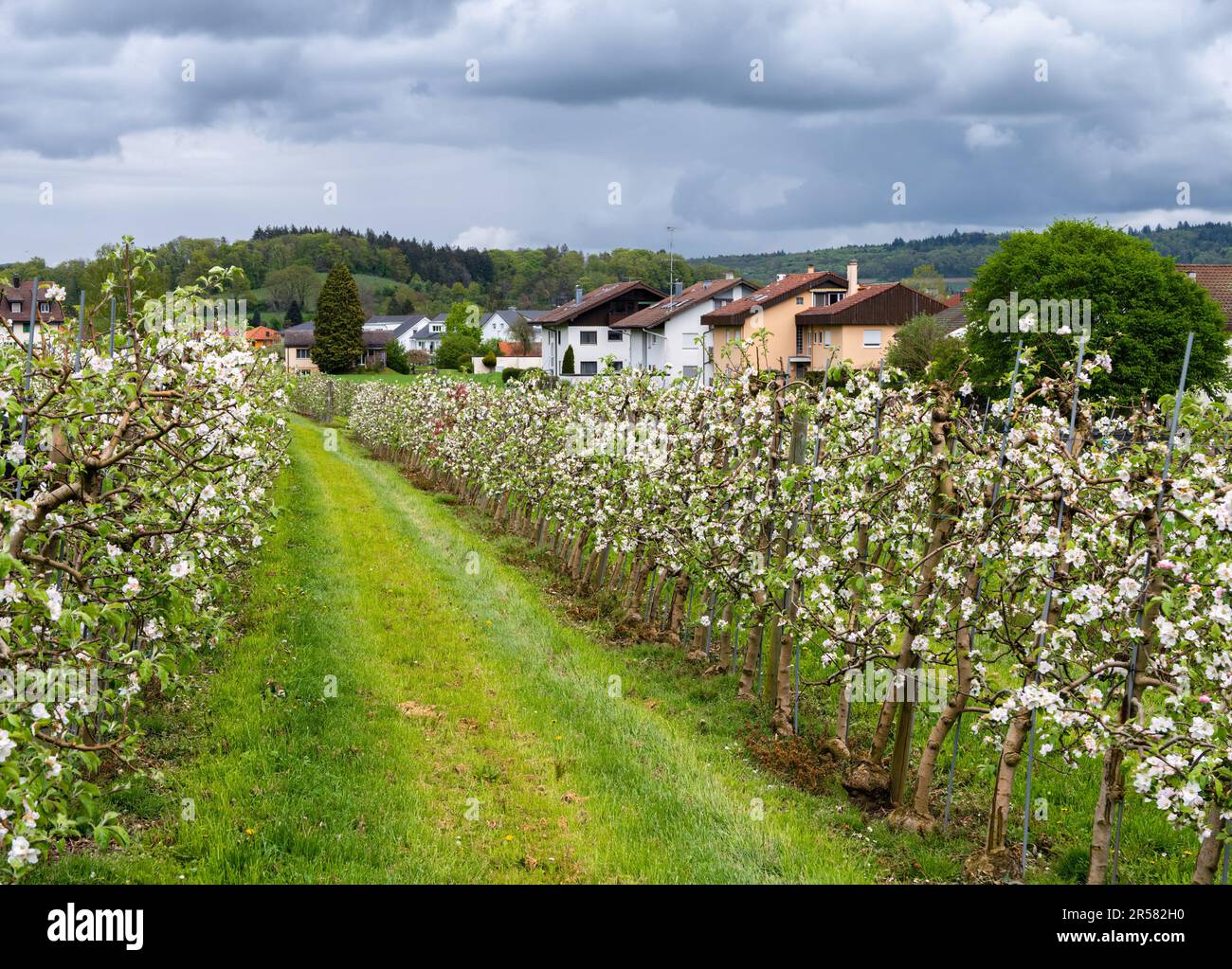 Flowering orchard in the month of may in the german enclave of Busingen ...