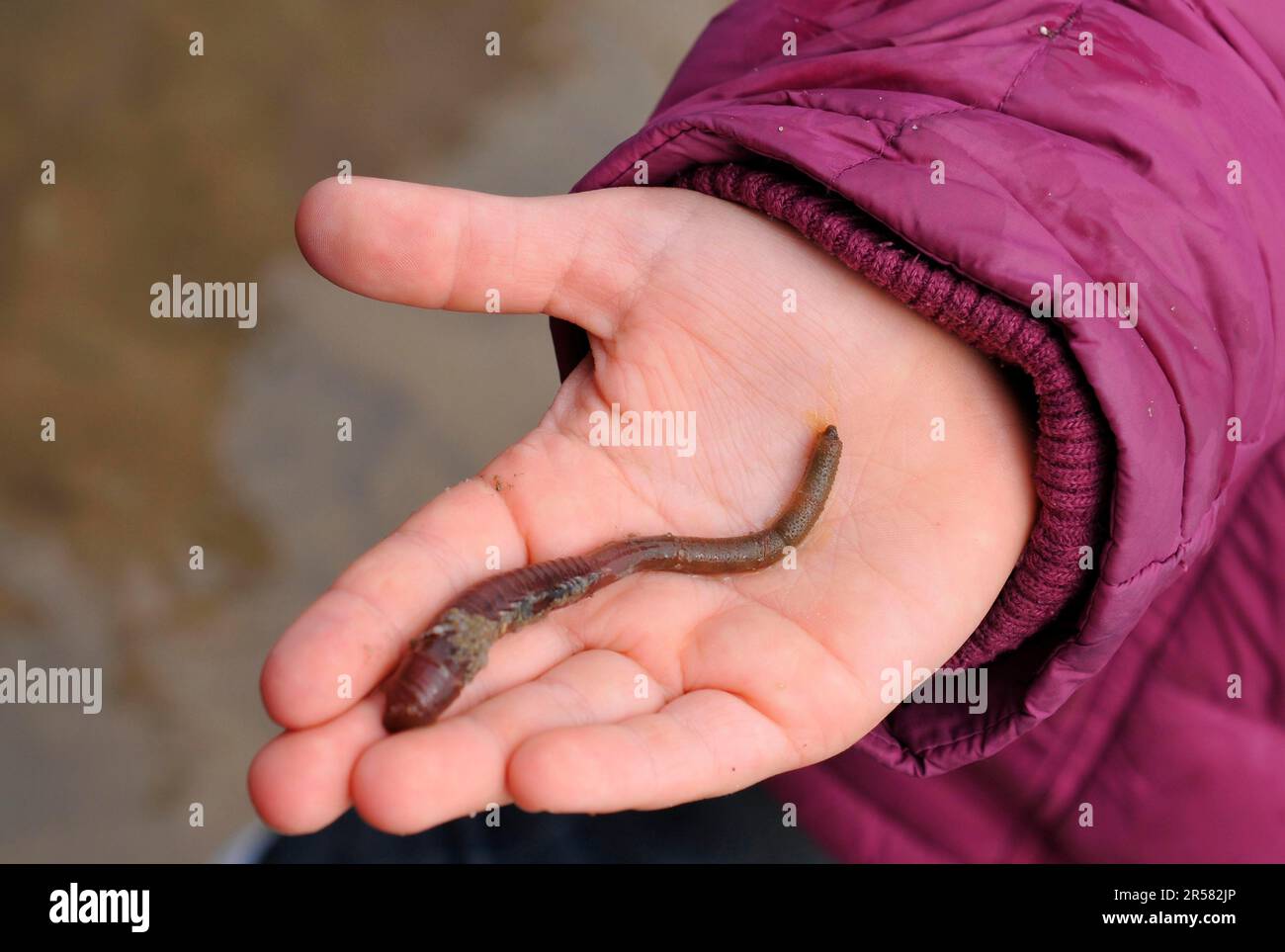 Lugworm (Arenicola marina) on hand, sandpiper worm, annelid worm Stock ...