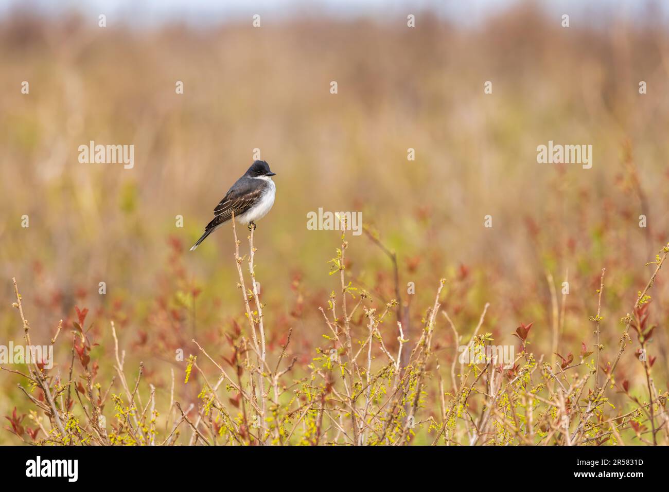 Eastern kingbird tyrannus tyrannus adult hi-res stock photography and ...