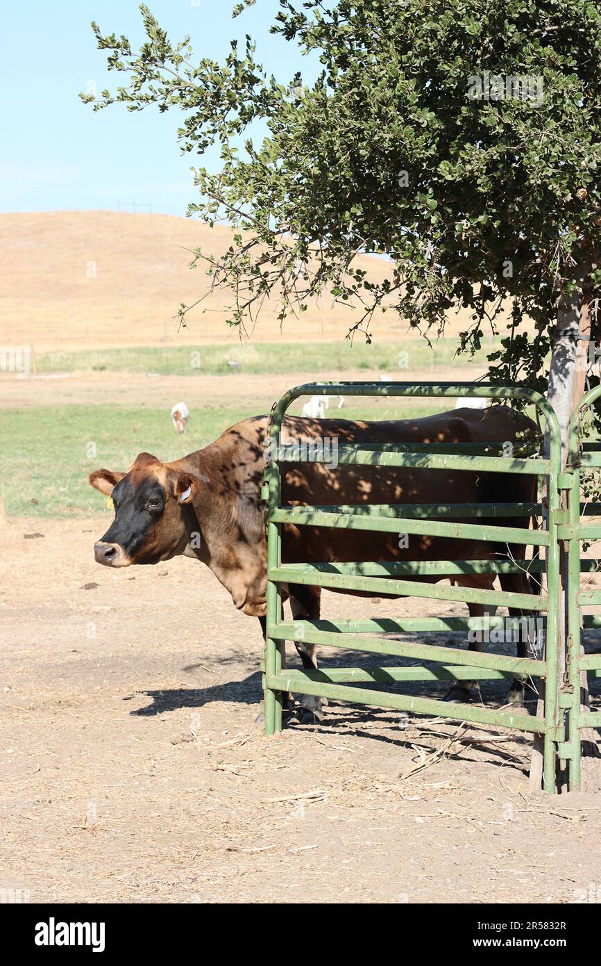 A cow in the farm area at Pierce College in Woodland Hills, Calif., on ...