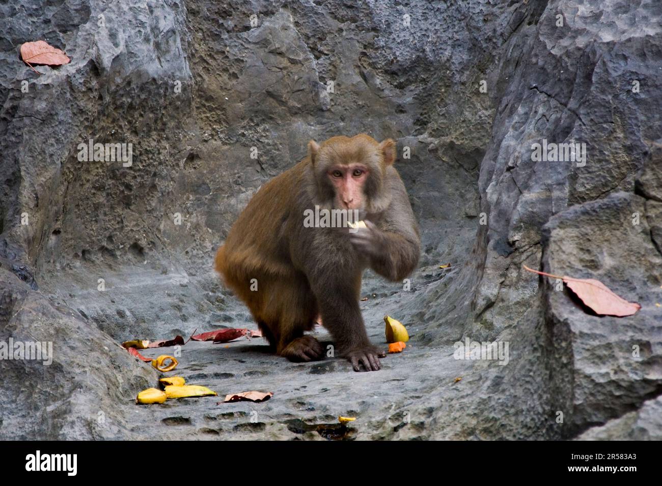 Monkey. Halong bay. Vietnam Stock Photo - Alamy