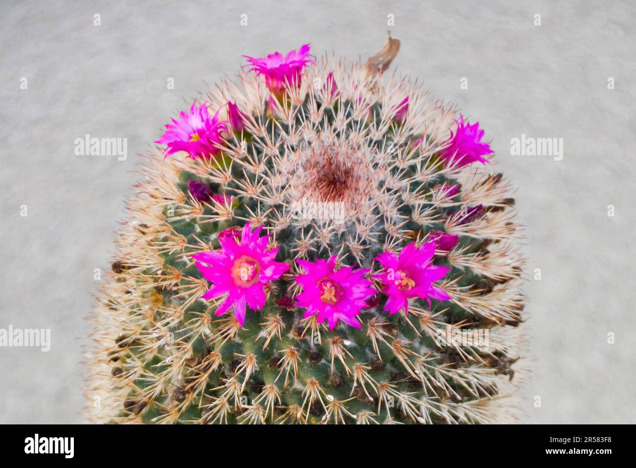 Drought resistant Mammillaria cactus blooms into small beautiful pink ...