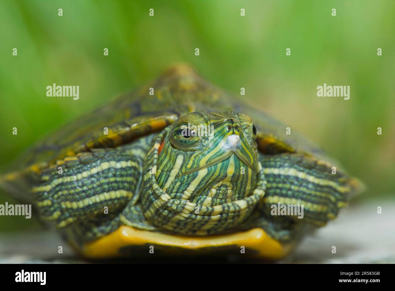 Red-eared Turtle, hatchling, 12 days, with egg tooth (Pseudemys scripta ...
