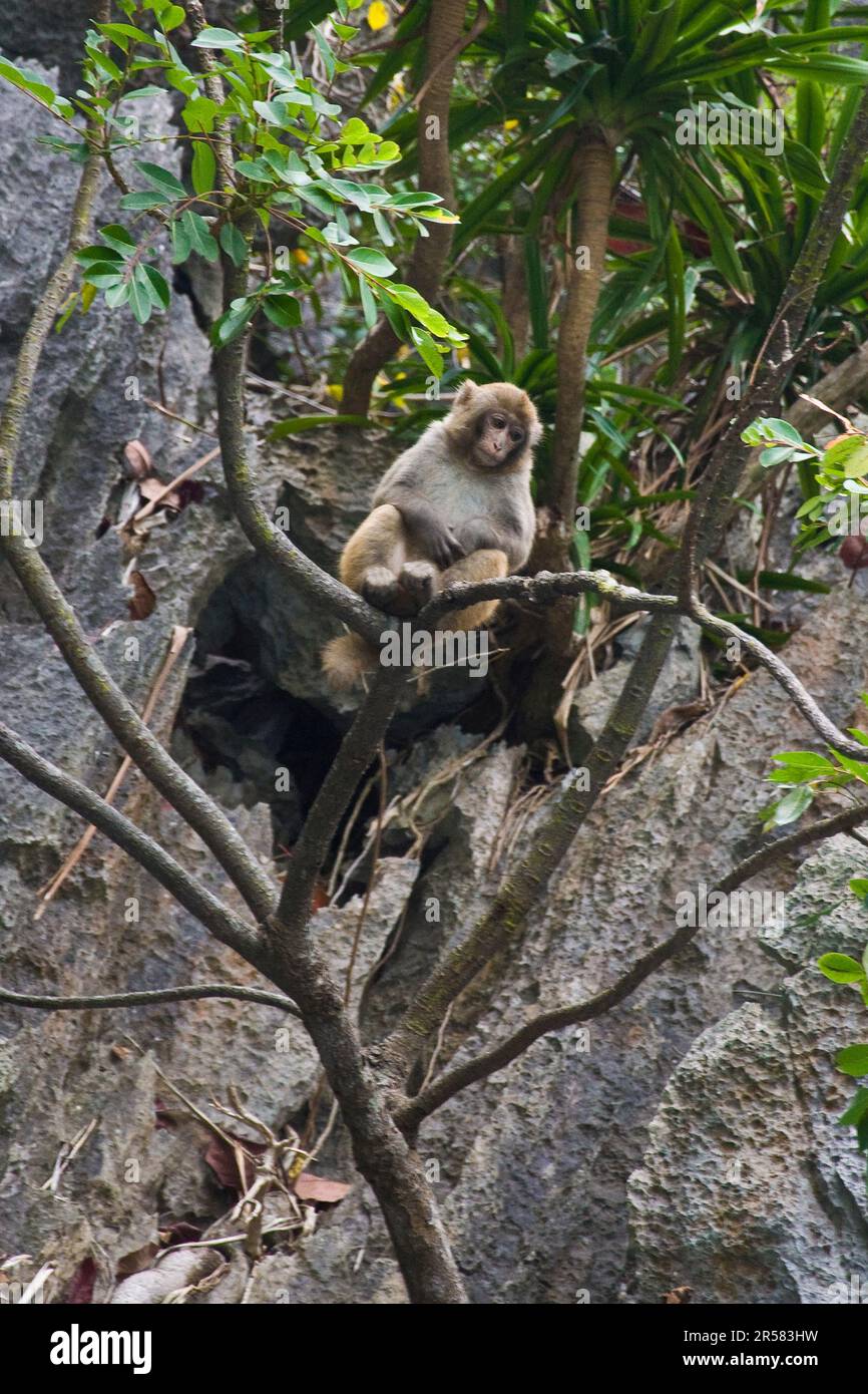 Monkey. Halong bay. Vietnam Stock Photo - Alamy