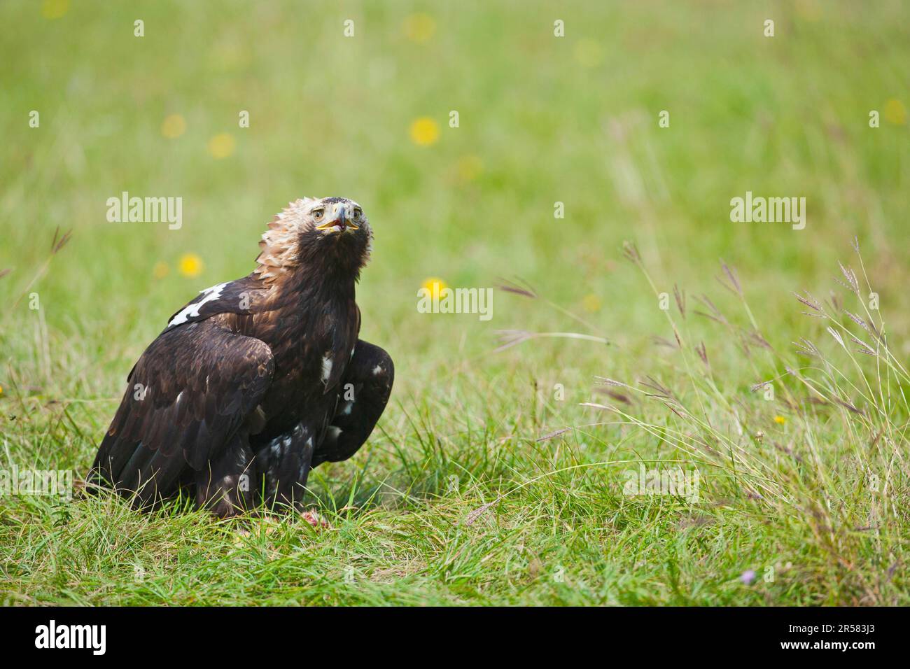 Eastern Imperial Eagle (Aquila heliaca), Marchauen, Lower Austria ...