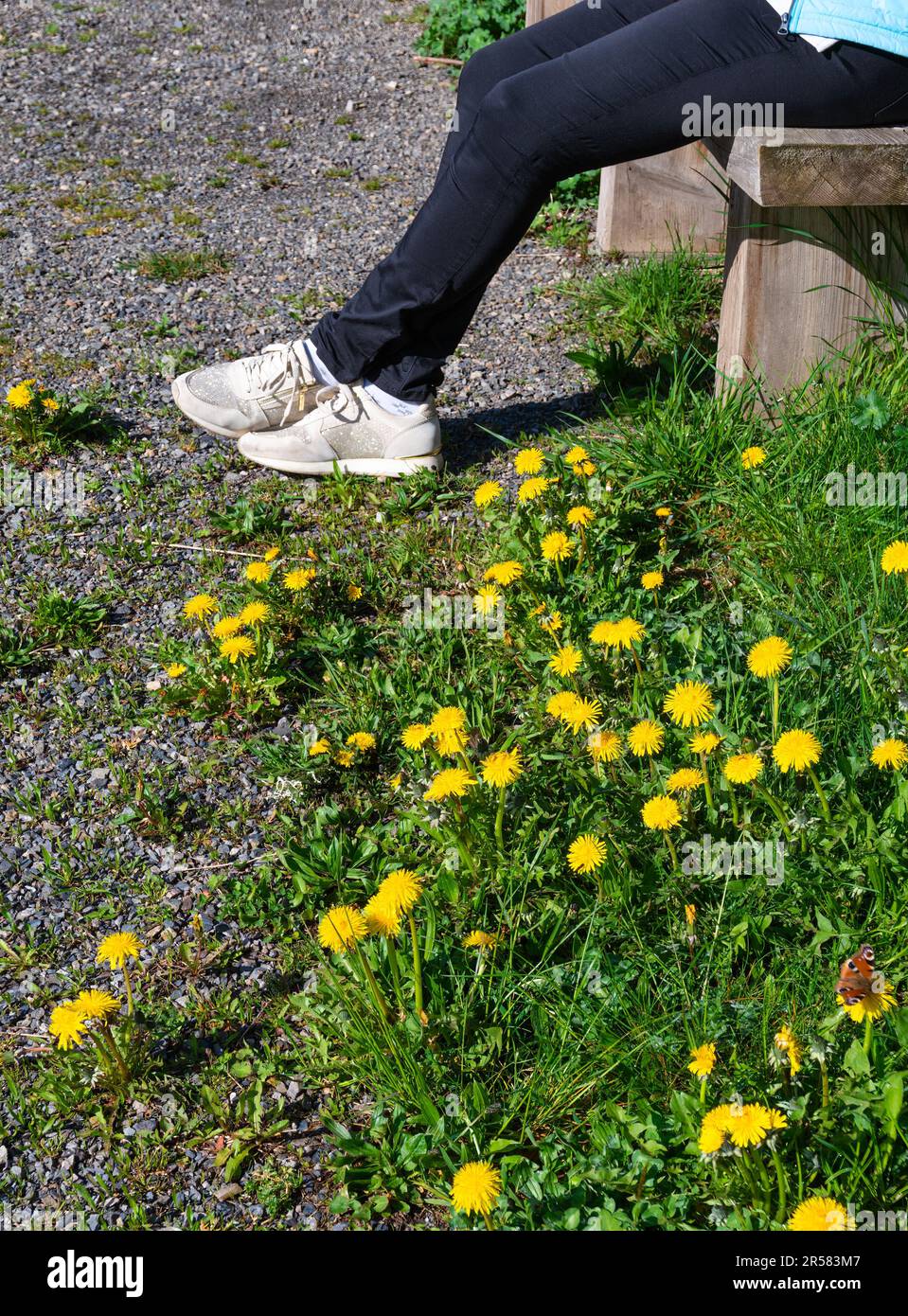 Legs of a woman sitting on a bench in nature among dandelions Stock ...