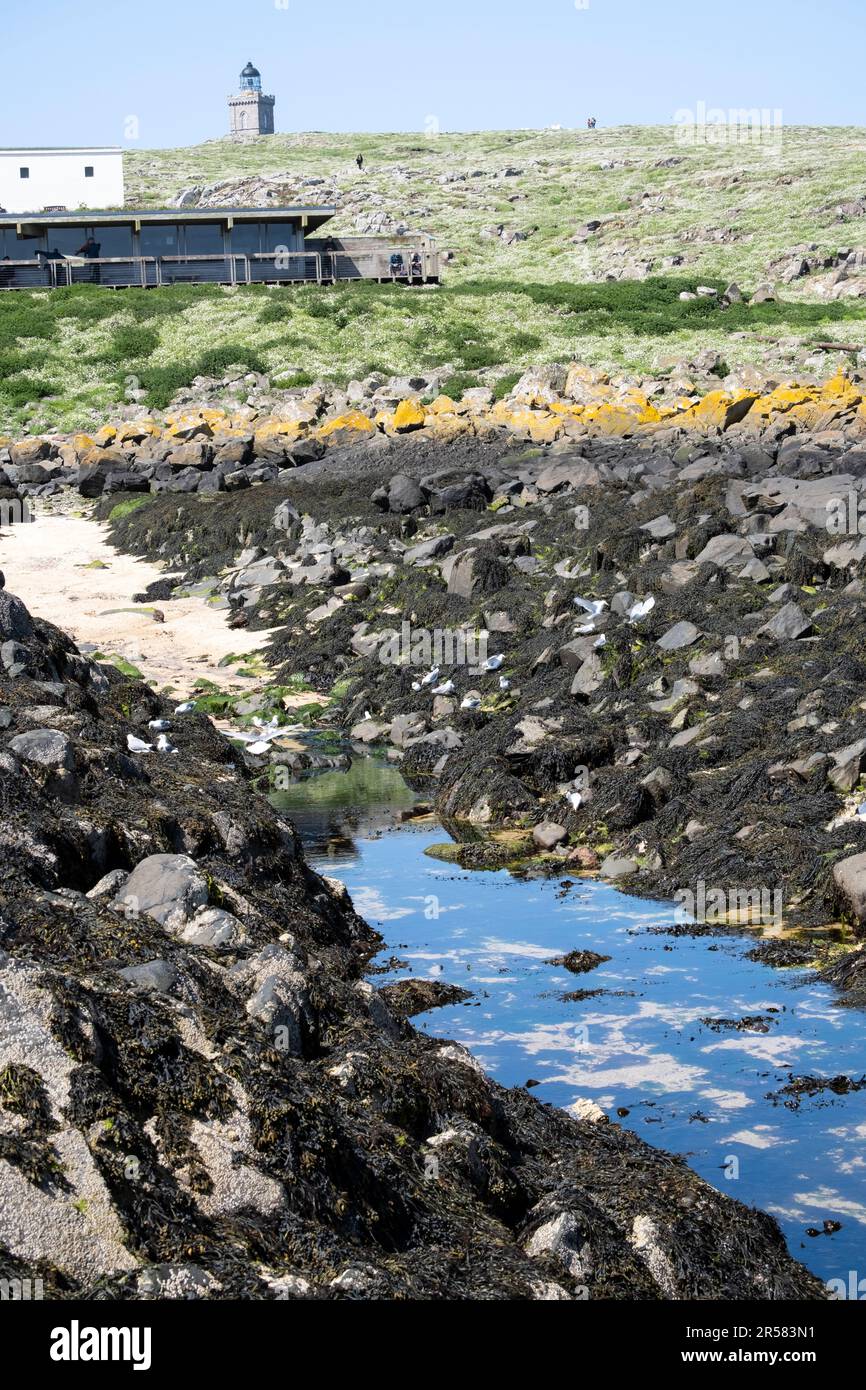 The beautiful nature reserve at the Scottish Isle of May Stock Photo ...