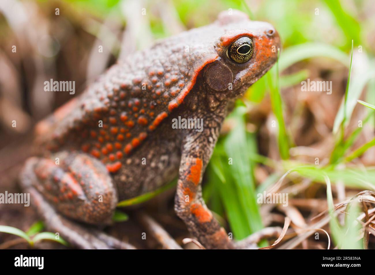 South african toad hi-res stock photography and images - Alamy