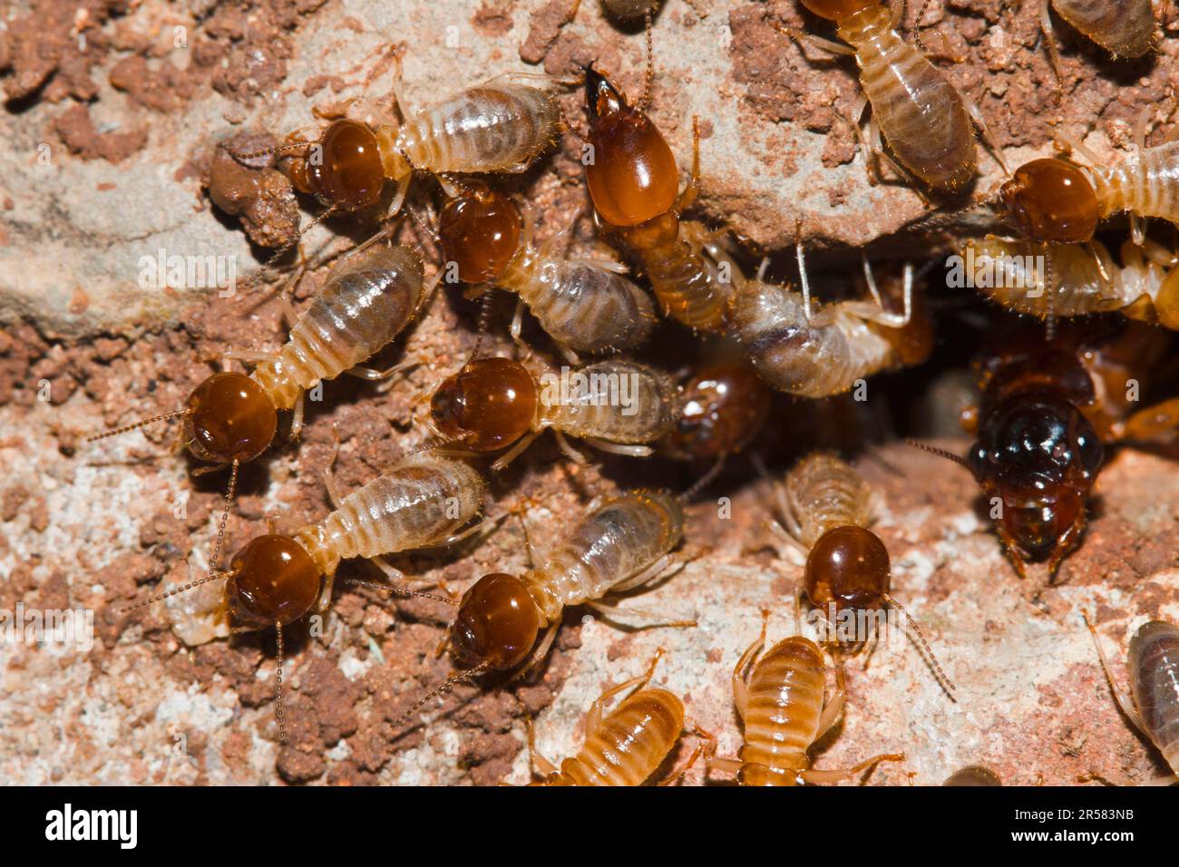 Termites, Mooi River Falls, KwaZulu Natal, South Africa Stock Photo - Alamy