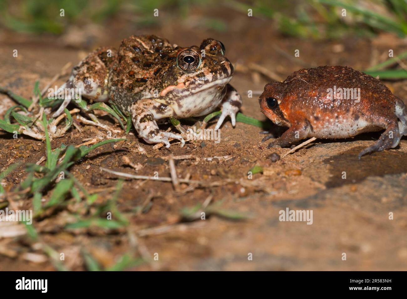 Tremolo Sand Frog, juvenile, and Bushveld Rain Frog, juvenile, blown up ...