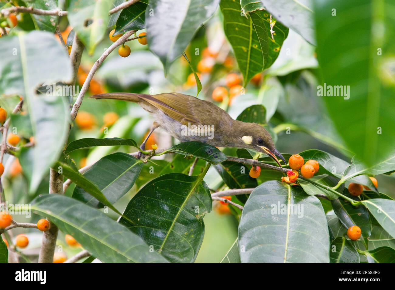 Torres honeyeater in fig tree, rainforest, Daintree National Park ...