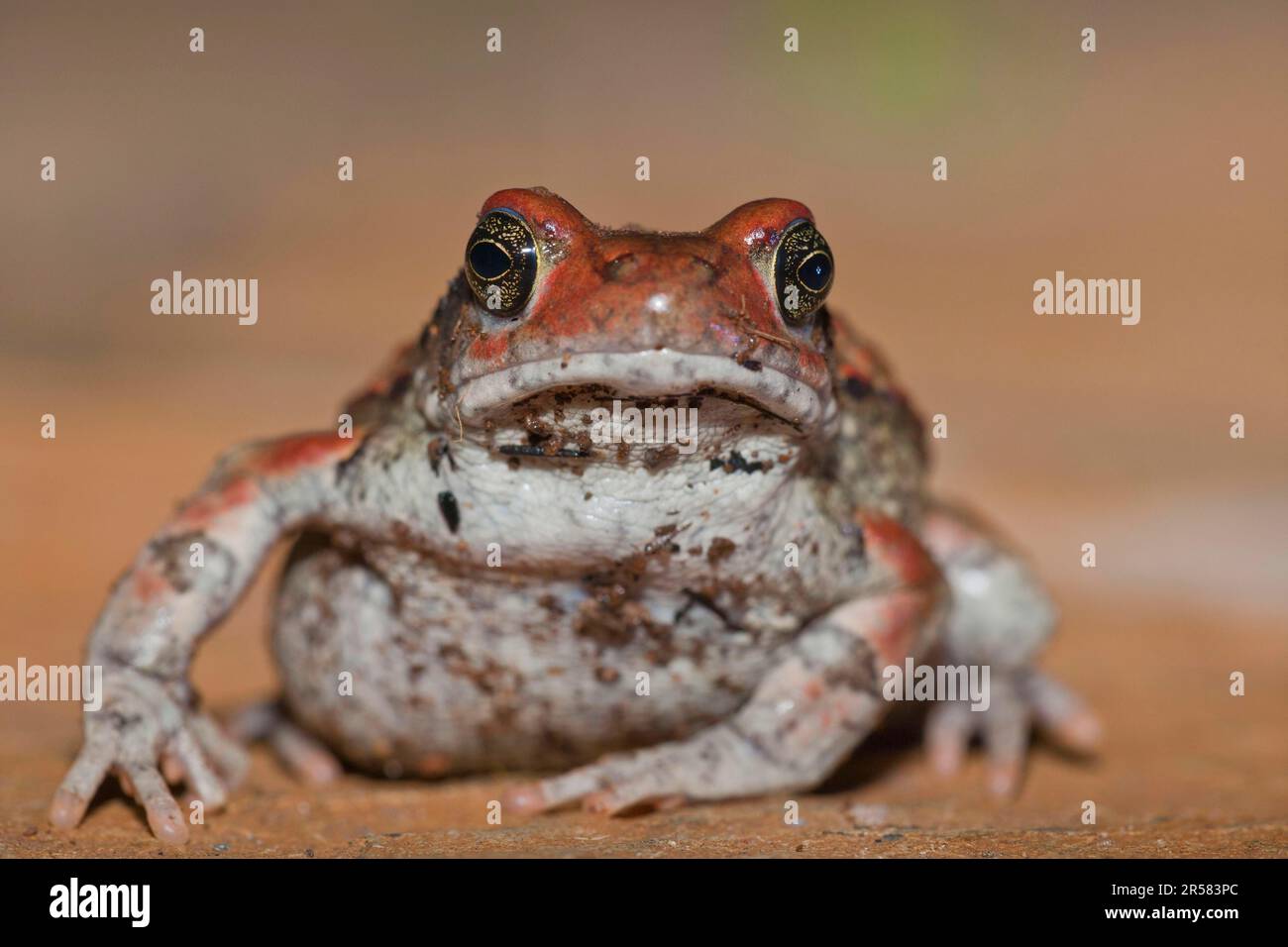 Red Toad, Hidden Valley, KwaZulu-Natal, South Africa (Schismaderma ...