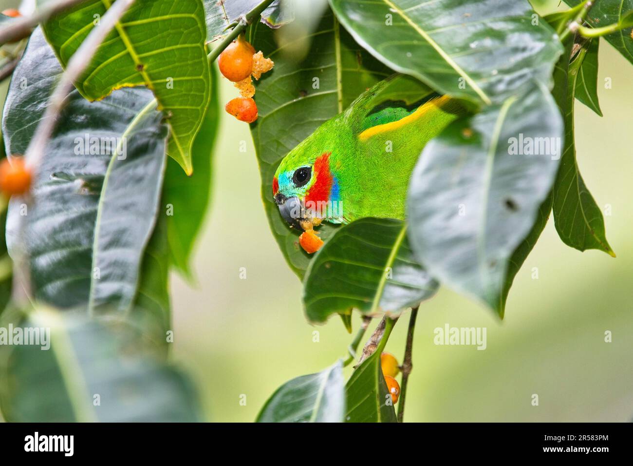 Red masked character hi-res stock photography and images - Alamy