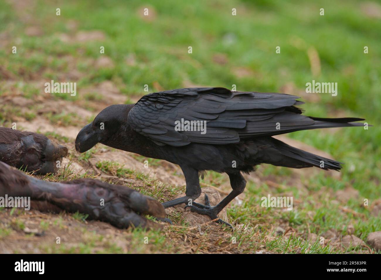 African White-necked Raven (Corvus albicollis) at carcass, Giant's ...