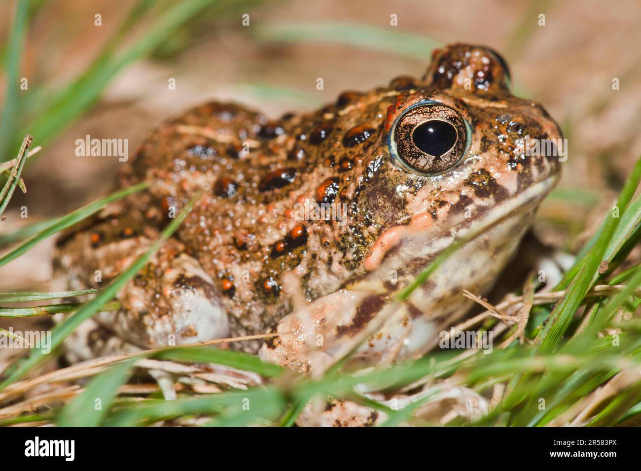 Tremolo Sand Frog, Hidden Valley, KwaZulu-Natal, South Africa ...