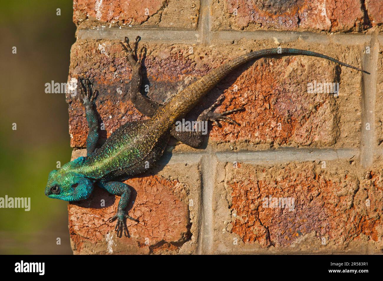 Southern tree agama hi-res stock photography and images - Alamy