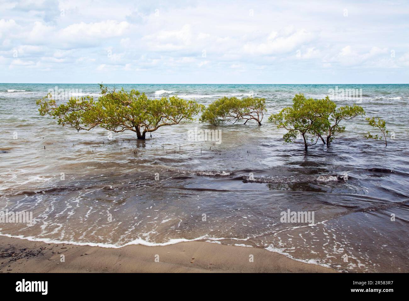 Mangroves, Daintree National Park, Queensland, Australia Stock Photo ...