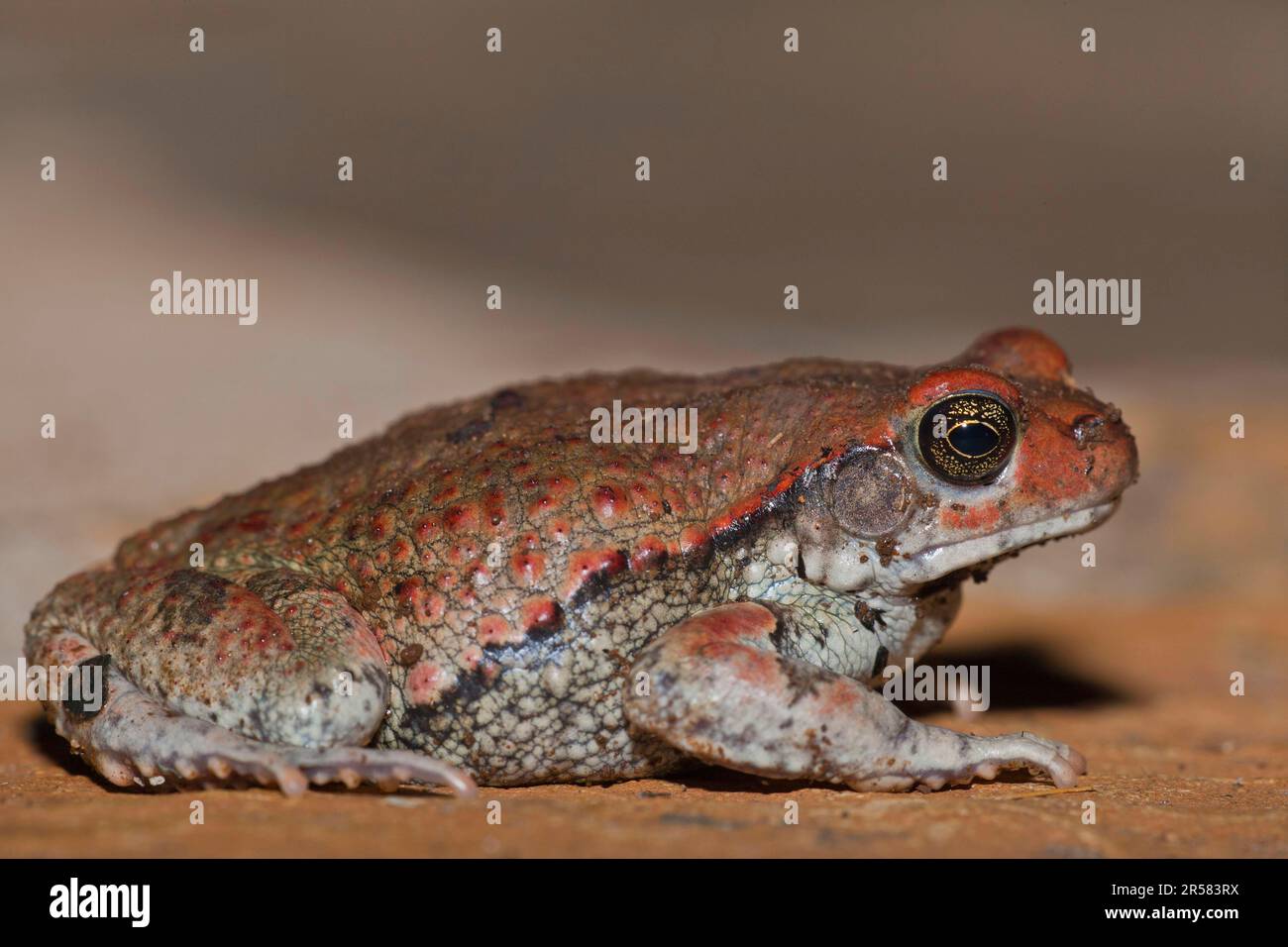 Red Toad, Hidden Valley, KwaZulu-Natal, South Africa (Schismaderma ...