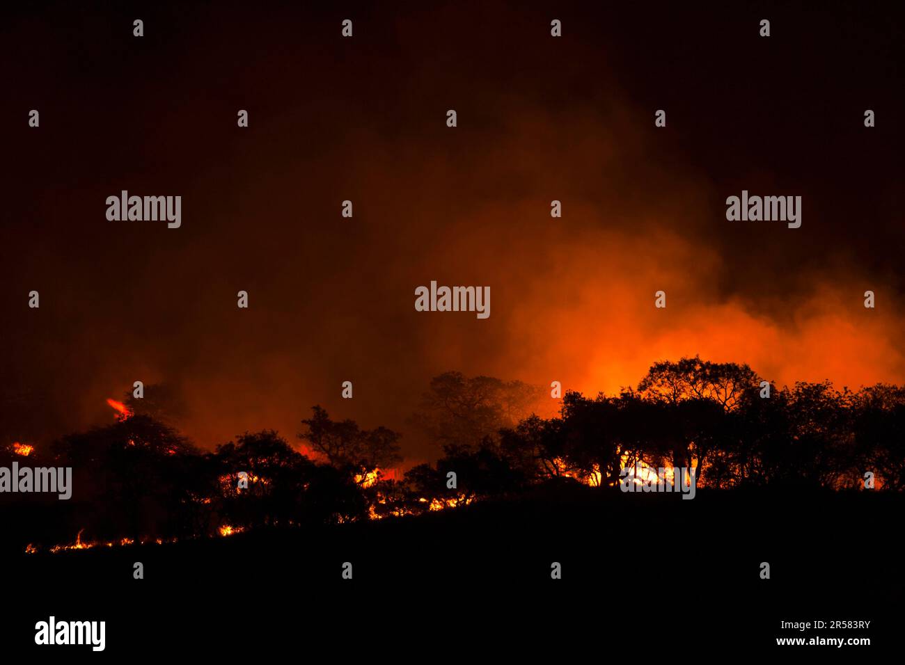 Bushfire, KwaZulu-Natal, South Africa, Fire Stock Photo - Alamy