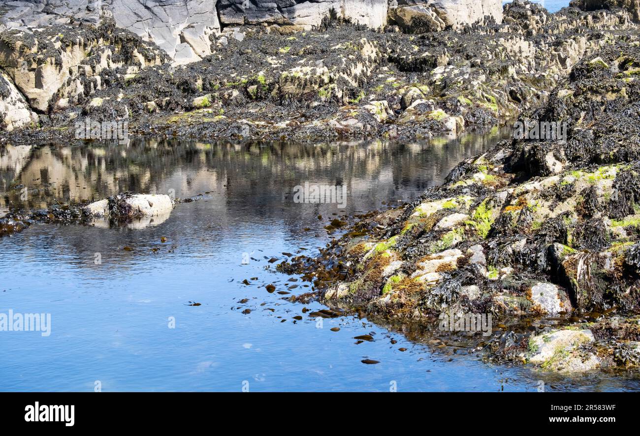 The beautiful nature reserve at the Scottish Isle of May Stock Photo ...