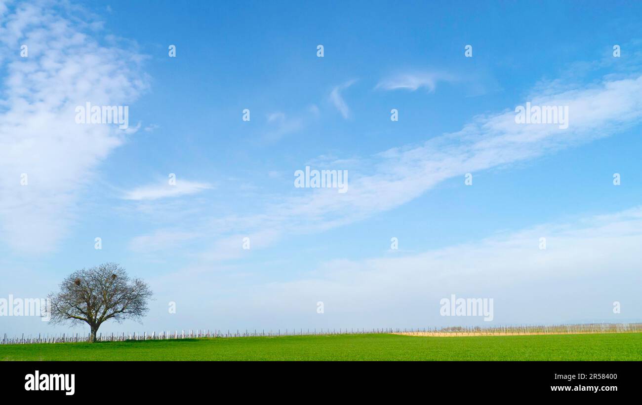 Walnut tree cultivation hi-res stock photography and images - Alamy