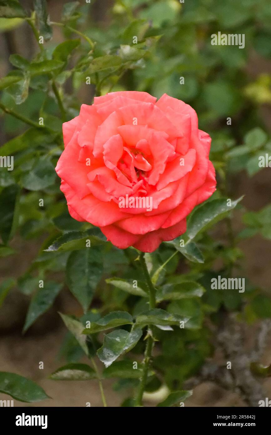 Salmon color rose hi-res stock photography and images - Alamy