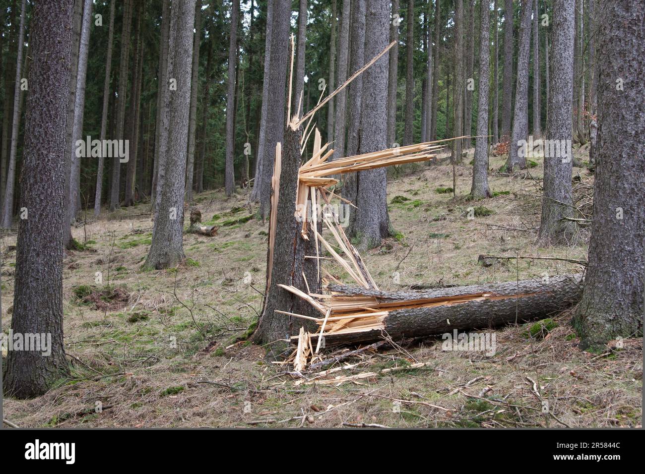 Snapped tree forest hi-res stock photography and images - Alamy