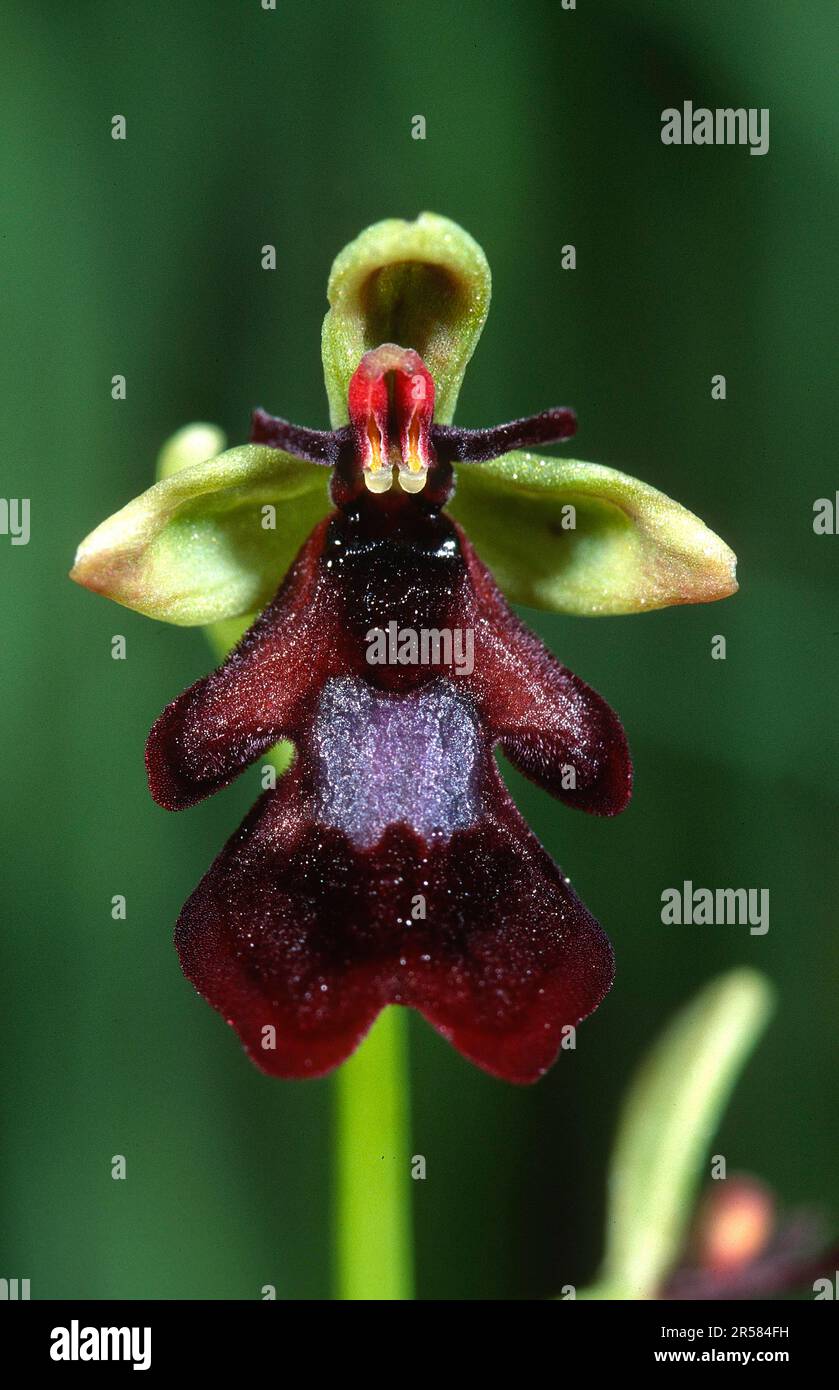Fly orchid (Ophrys insectifera Stock Photo - Alamy