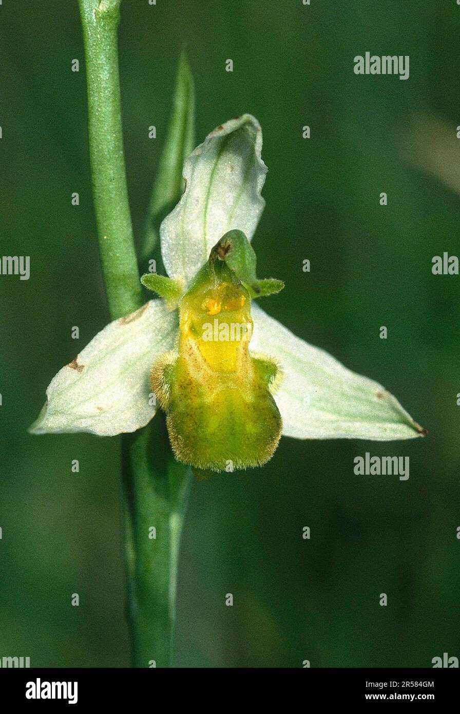 Bee orchid (Ophrys apifera), variety, yellow subspecies Stock Photo - Alamy
