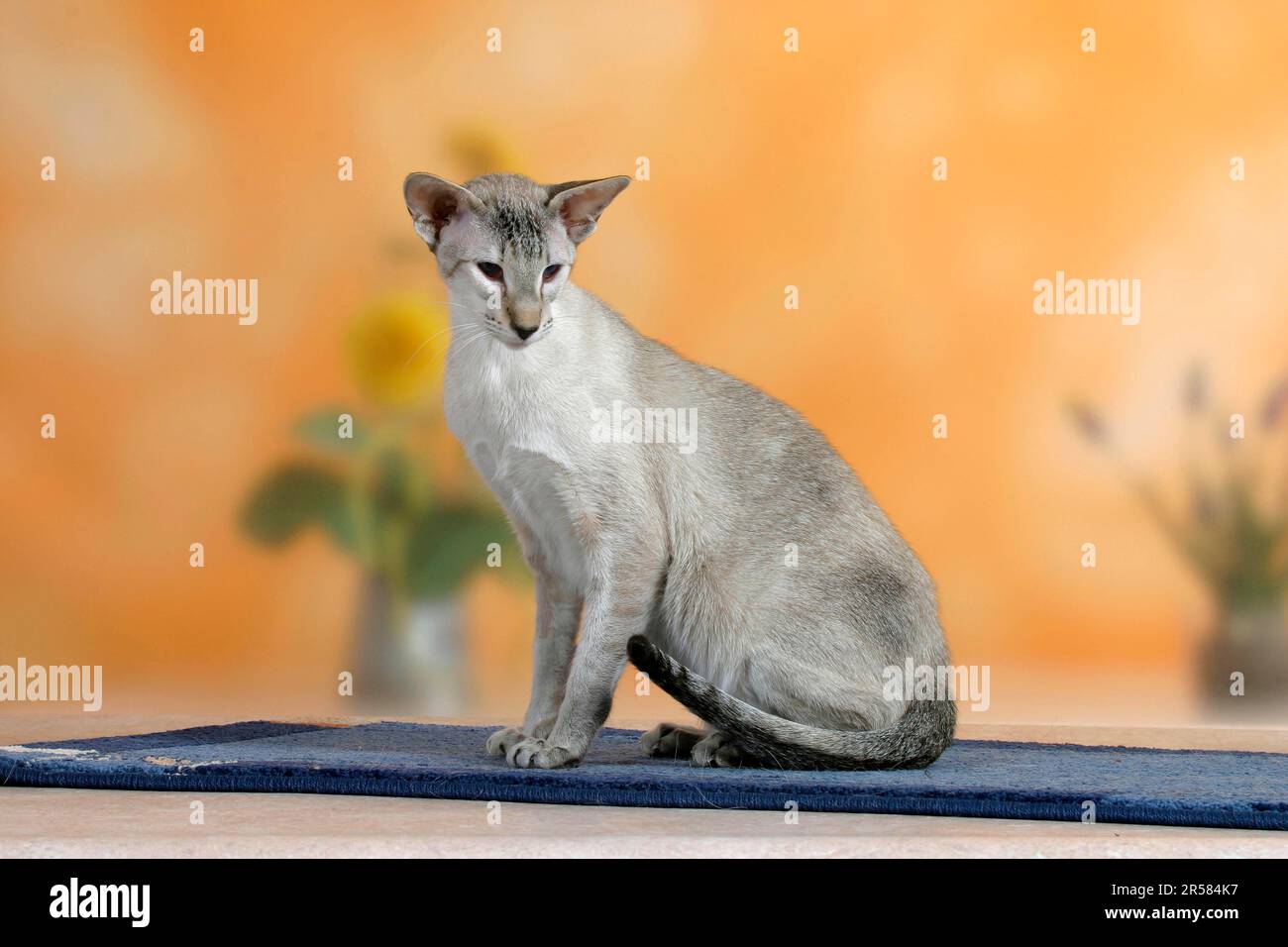 Tortie point siamese domestic cat hi-res stock photography and images ...