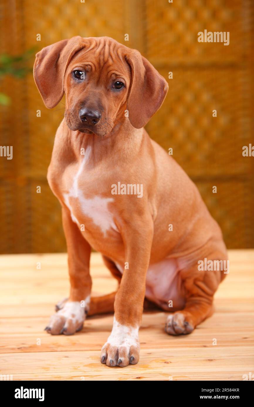 Rhodesian Ridgeback, puppy, 10 weeks Stock Photo - Alamy
