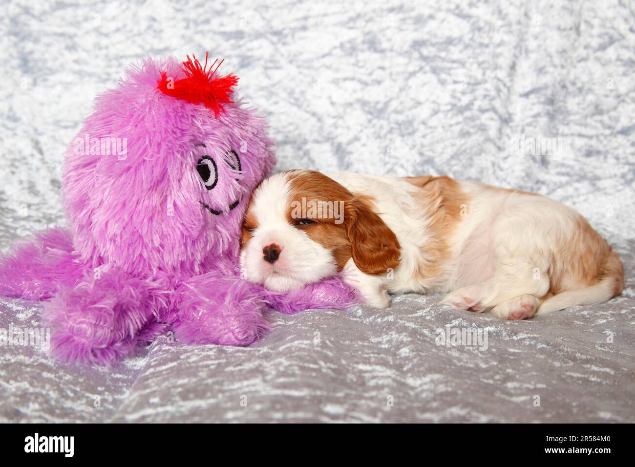 Cavalier King Charles Spaniel, puppy, blenheim, 4 1/2 weeks, cuddly toy ...