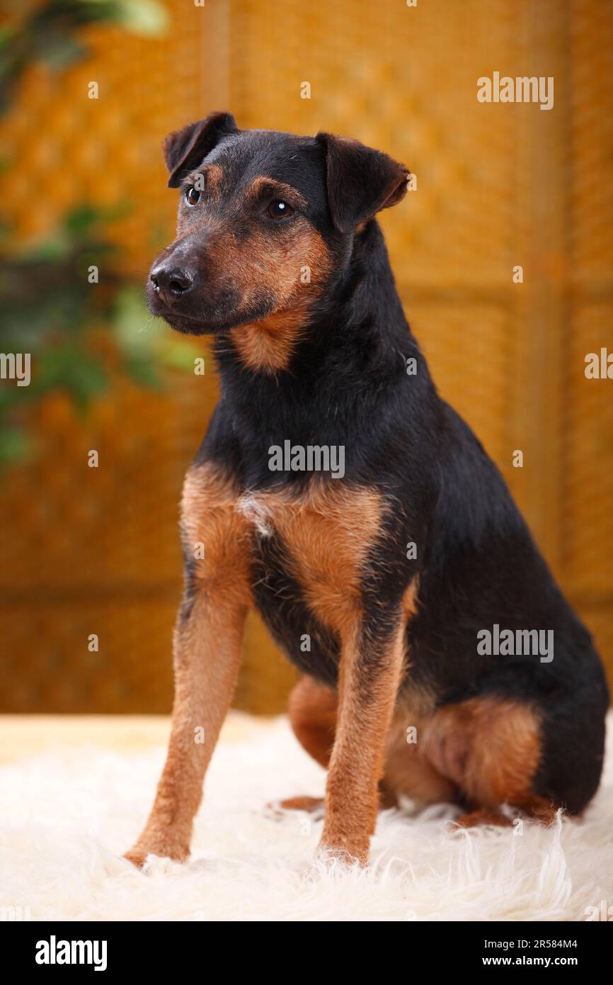 German Hunting Terrier Stock Photo - Alamy