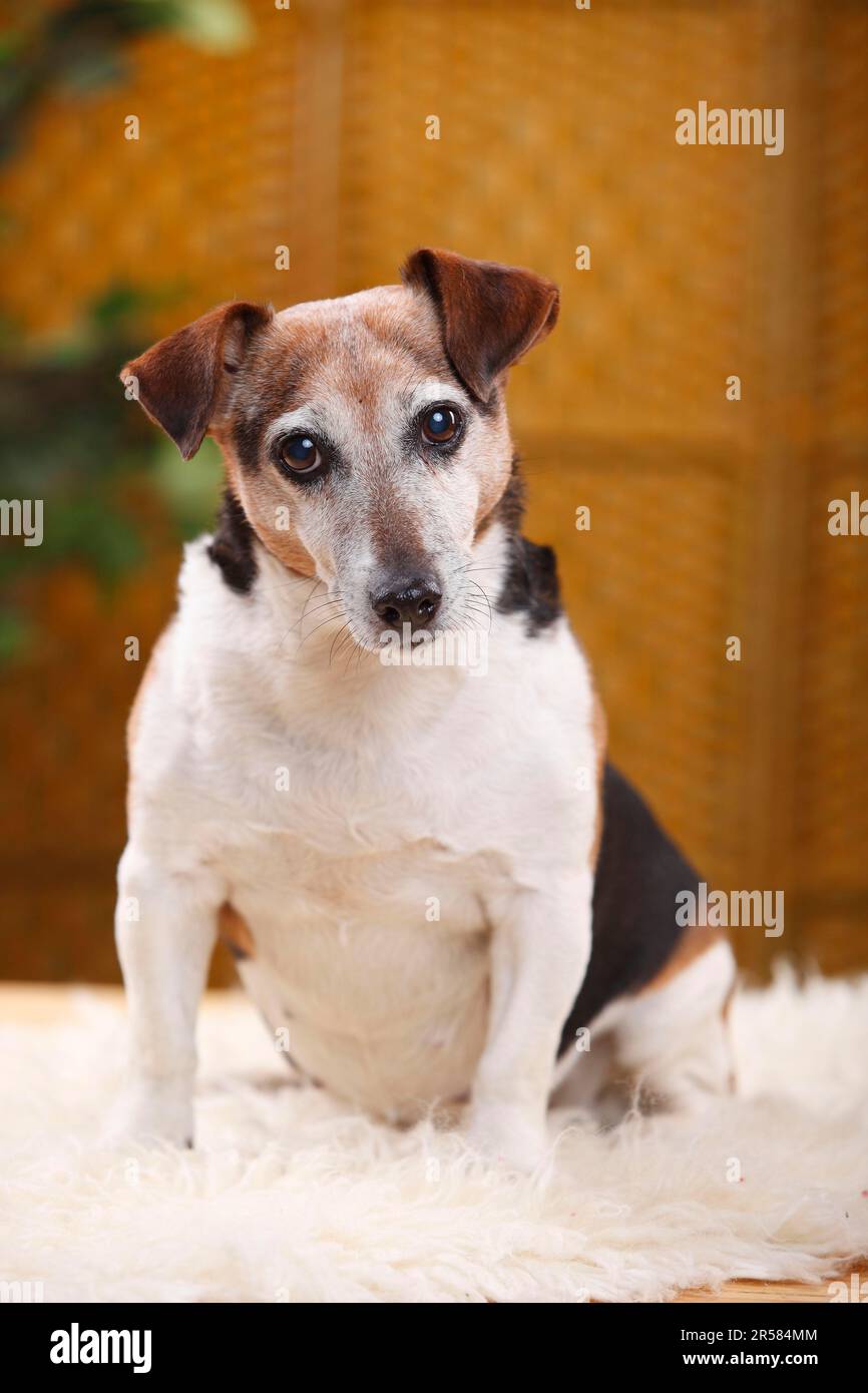 Jack Russell Terrier, female, 12 years old Stock Photo - Alamy