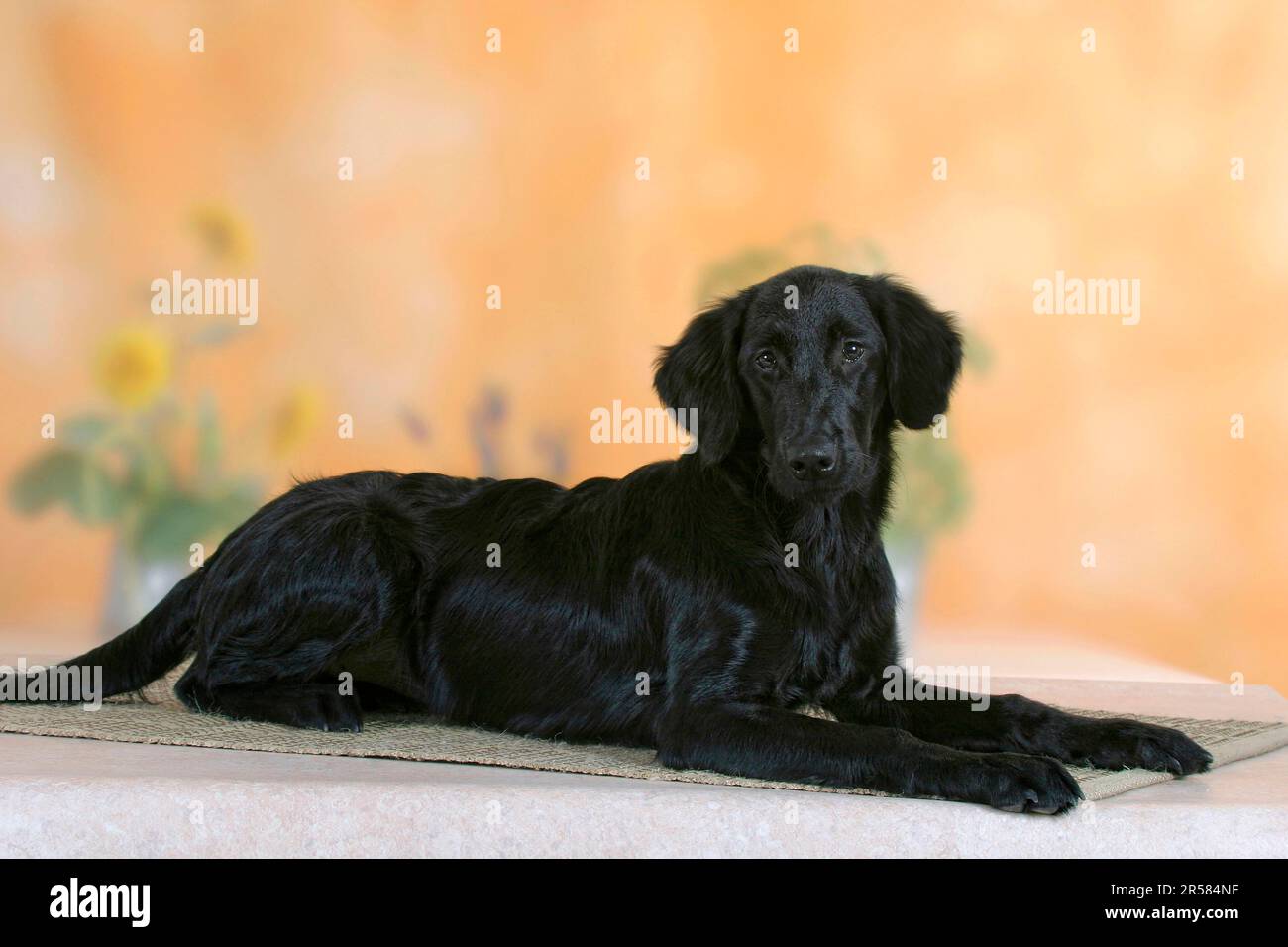 Flat Coated Retriever, 5 months Stock Photo - Alamy