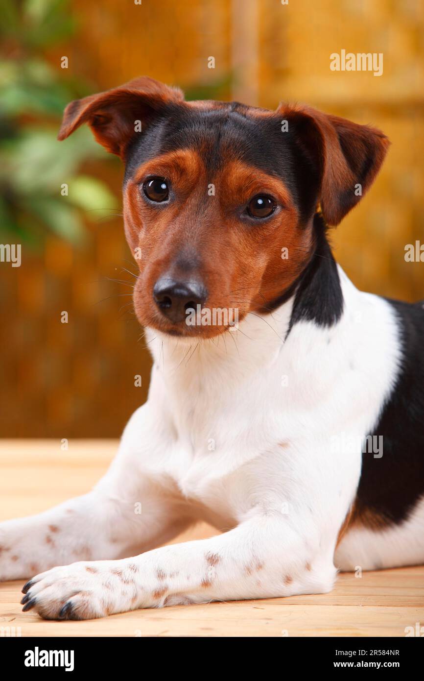 Jack Russell Terrier, male Stock Photo - Alamy